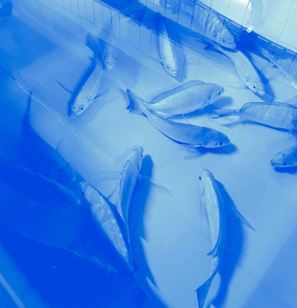 Références & réalisations - Haliocean